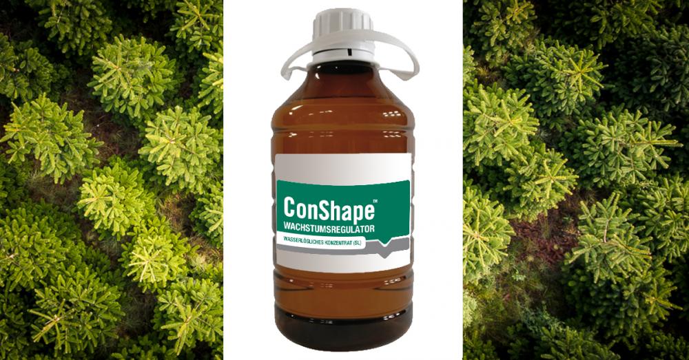 Stich - Weihnachtsbäume - Aktuelles